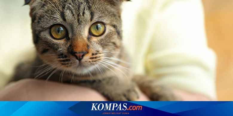 Mengapa Kucing Benci Air?