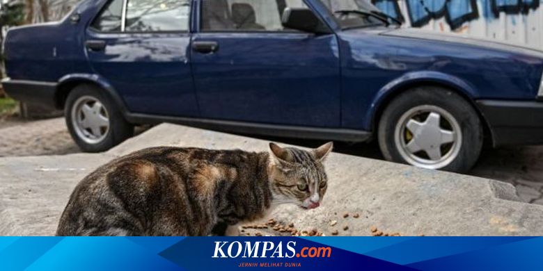 Cara Mencegah Agar Kucing Tak Nangkring di Atas Kap Mobil