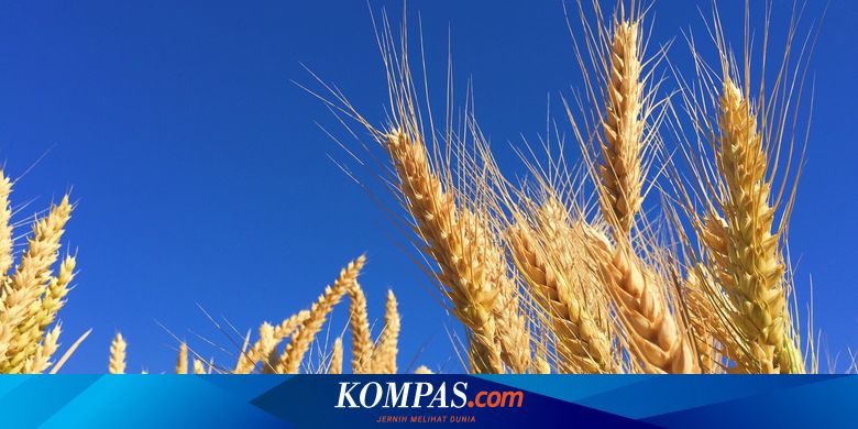 Mengenal Pangan Produk Rekayasa Genetik dan Cara Cek Keamanannya