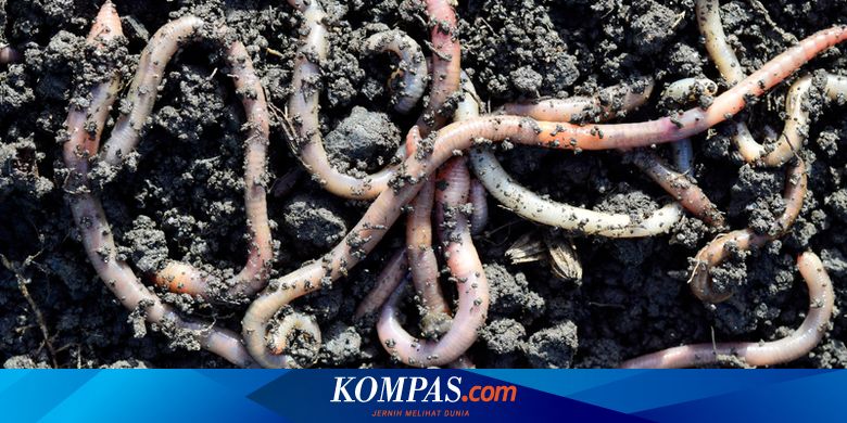 Manfaat Cacing Tanah untuk Tanah dan Tanaman