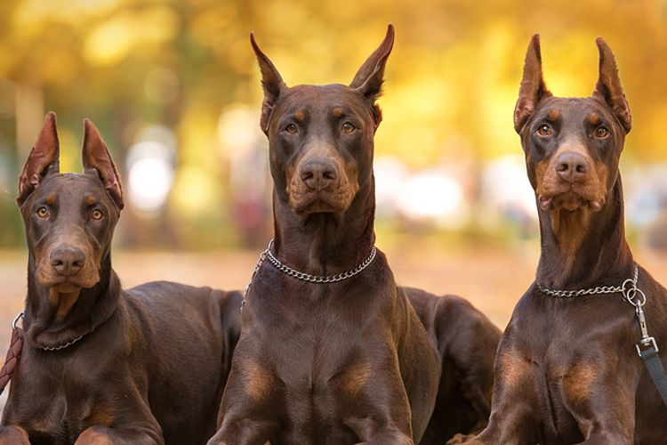 Perbedaan Anjing Doberman dan Rottweiler, Jangan Sampai Tertukar