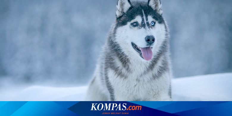 7 Ras Anjing yang Penampilannya Mirip Siberian Husky