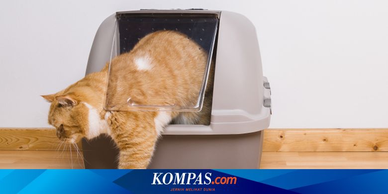 5 Penyebab Kucing Kencing Sembarangan di Dalam Rumah