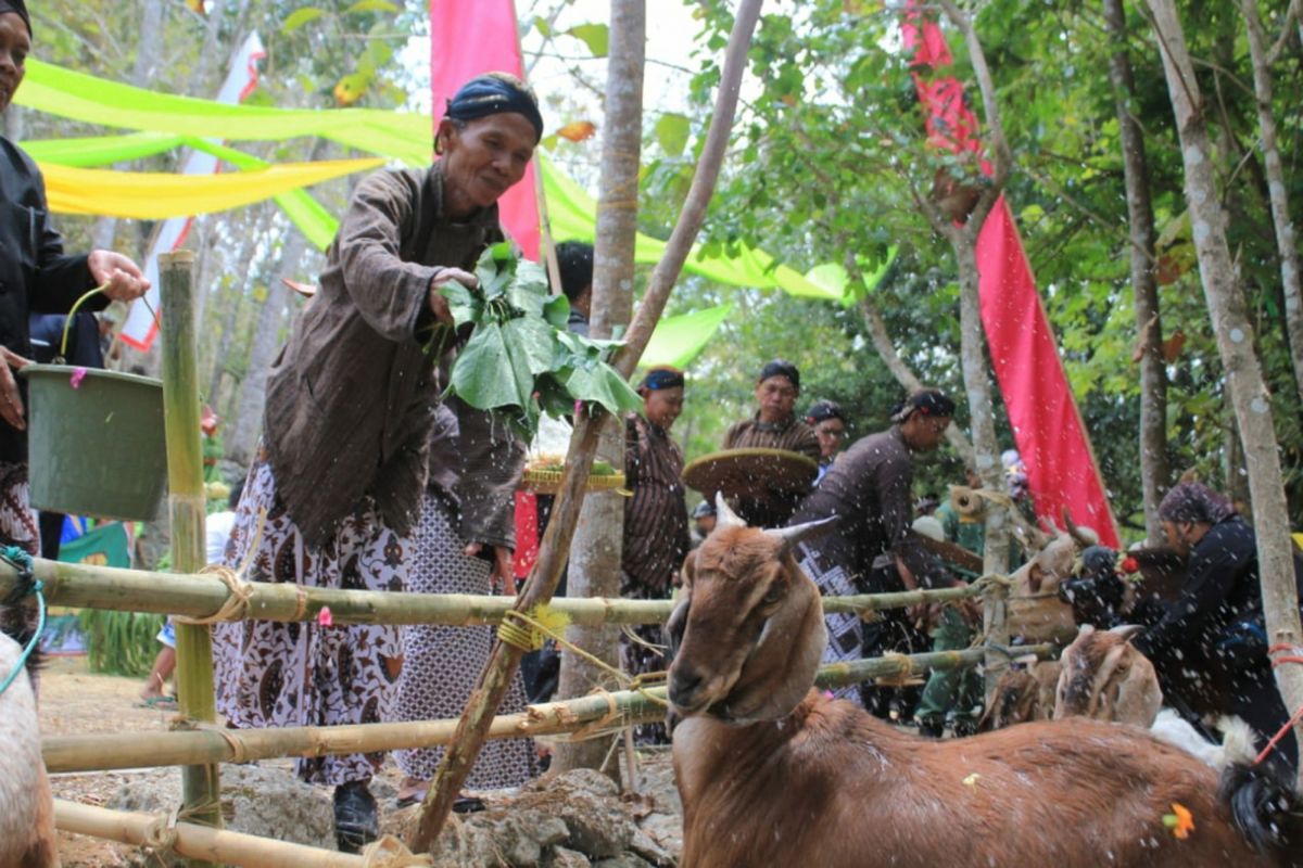 Ritual Gumbregan, Saat Sapi dan Kambing di Yogyakarta Diberi Makan Nasi