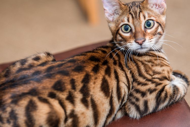 Mengenal Kucing Toyger yang Mirip Harimau, Tertarik Memeliharanya?