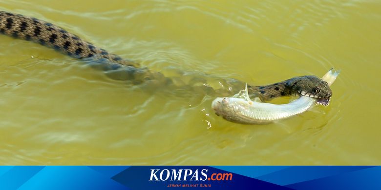 Bagaimana Cara Ular Mengambang di Air?