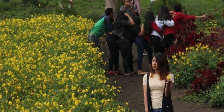 Foto : Taman Bunga Sapo Juma di Karo: Daya Tarik, Harga Tiket, dan Jam Buka
