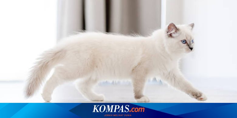 7 Ras Kucing Paling Kalem dan Cocok untuk Dipelihara
