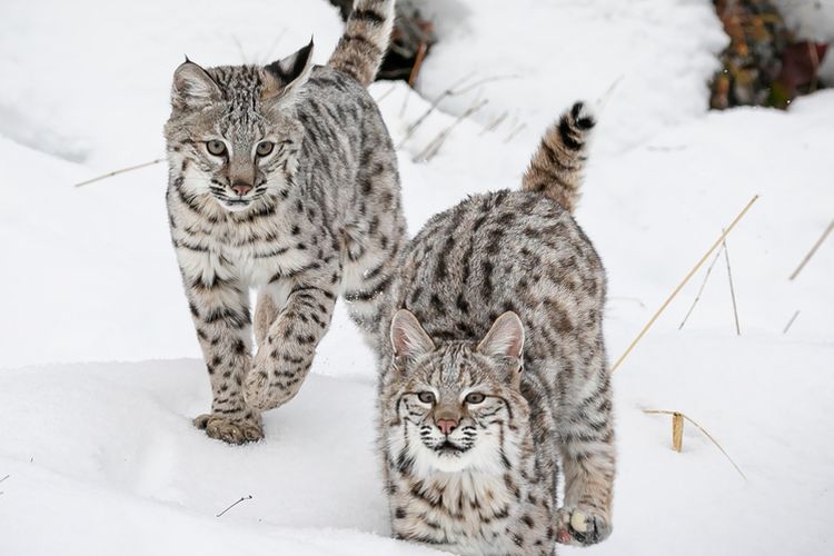 Mengenal Kucing Bobcat, Bisakah Dijadikan Hewan Peliharaan?