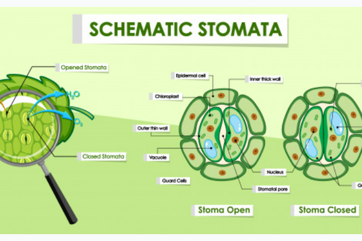 Stomata: Pengertian, Fungsi, dan Strukturnya