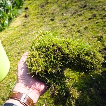 Cara Menghilangkan Lumut dari Halaman Rumah, Mudah dan Cepat