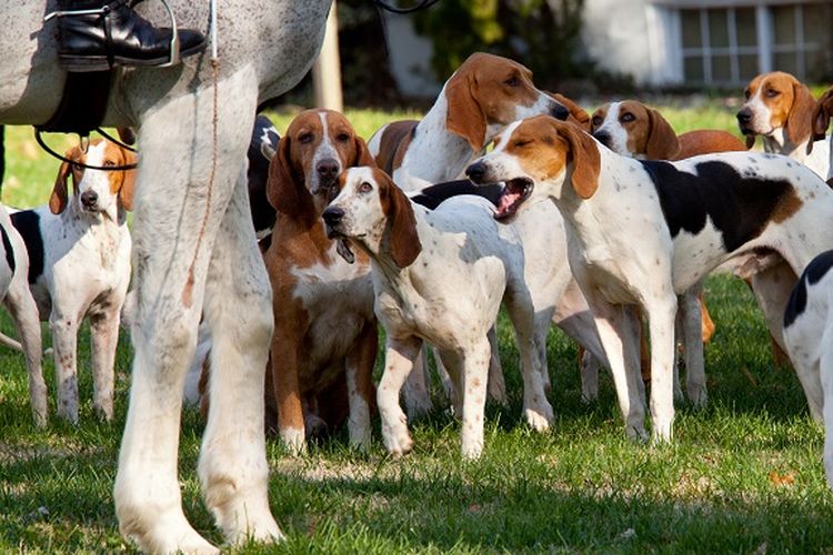 13 Fakta American Foxhound, Salah Satu Anjing Pemburu Terbaik