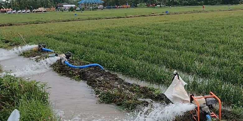 Antisipasi El Nino, 4 Kabupaten Ini Didorong Percepat Tanam Padi