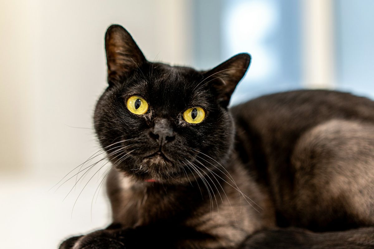 Dianggap Takhayul, Ini 9 Ras Kucing Hitam yang Menawan dan Penyayang