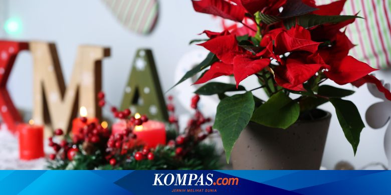 Selain Cemara, Hiasi Rumah Jelang Natal dengan Tanaman Ini