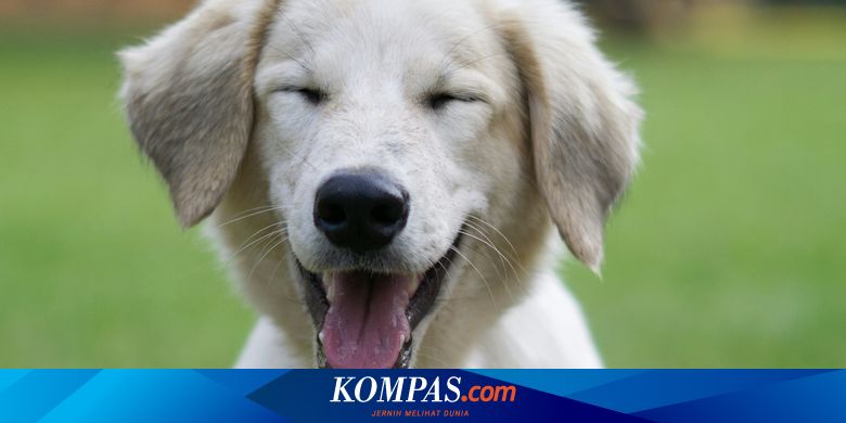 Ini Alasan Mengapa Anda Tidak Boleh Memotong Kumis Anjing Peliharaan