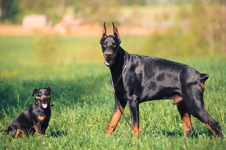 Foto : 7 Alasan Anjing Menggonggong Tiba-tiba yang Pemilik Wajib Tahu ...