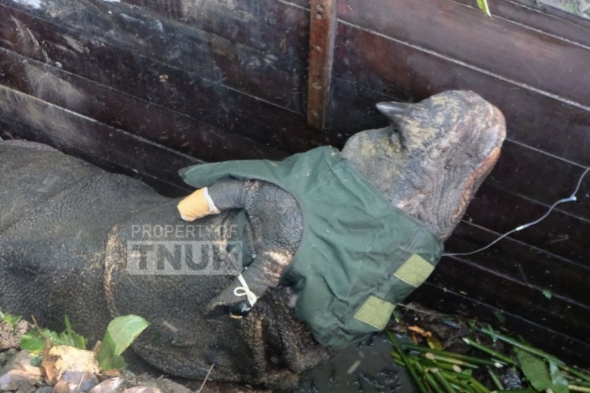 Musofa, Badak Jawa di TN Ujung Kulon Mati karena Penyakit Kronis