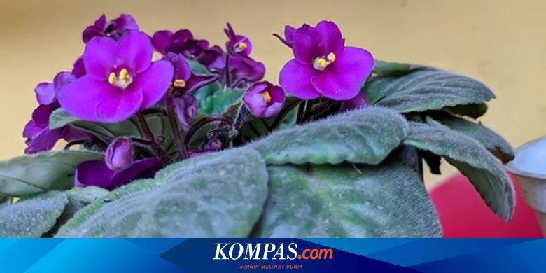 8 Jenis Tanaman Hias Berbunga yang Mudah Dirawat