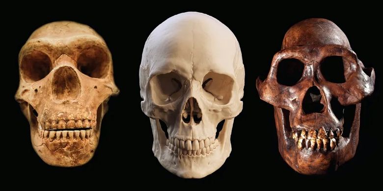 Foto : Dari Banyak Manusia Purba, Mengapa Hanya Homo sapiens yang Bertahan?