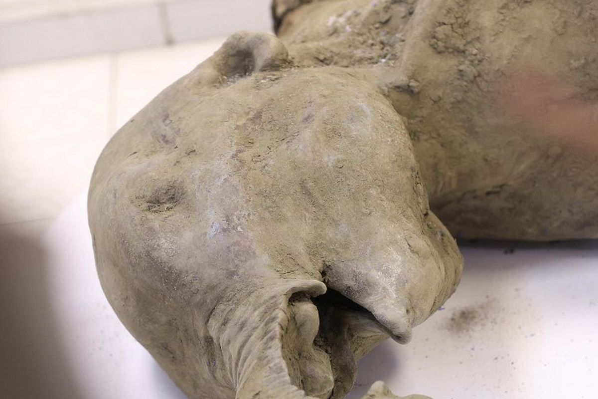Mumi Bayi Mammoth Berusia 50.000 Ditemukan Utuh di Rusia