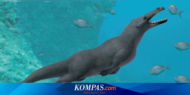 Bisa Berjalan dan Berenang, Fosil Paus Berkaki Empat Ditemukan di Peru