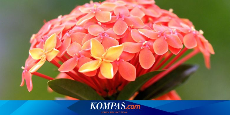 Tak Hanya Cantik, Ini Manfaat Bunga Asoka untuk Kesehatan