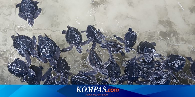 Kisah Penyelamatan Penyu di Mataram, Dulu Dibantai, Kini Para Pelaku ...