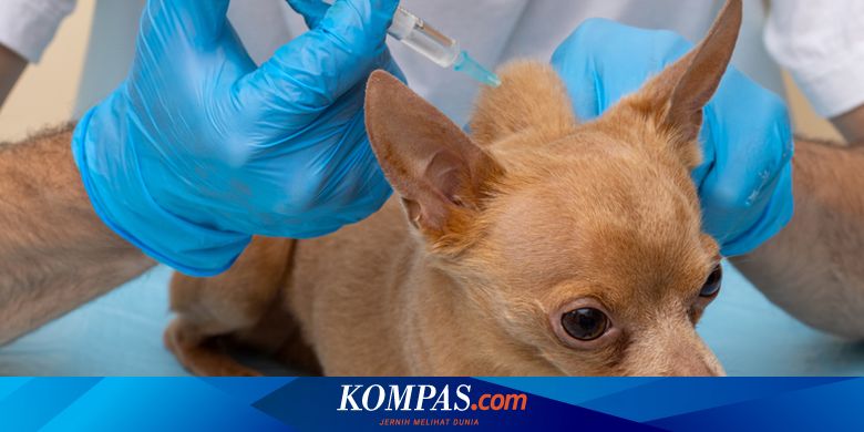 Jadwal dan Lokasi Vaksin Rabies Gratis di Tangerang Februari 2024