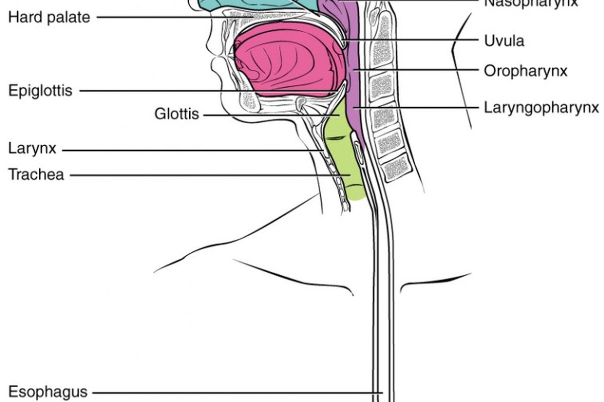 Tenggorokan atau Kerongkongan? Yuk, Kenali Perbedaannya!