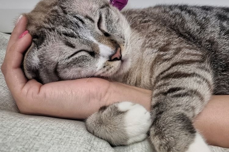 7 Tanda Kucing Sedang Merasa Bahagia, Apa Saja?