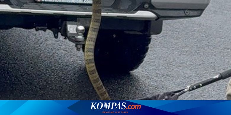 Saat Pengemudi Mobil Tiba-tiba Temukan Ular Harimau yang Mematikan di ...