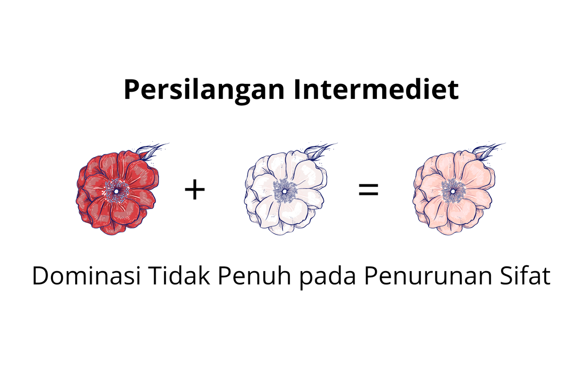 Persilangan Intermediet: Sejarah, Pengertian, dan Contohnya