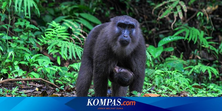 Berita Harian Macaca-maura Terbaru Hari Ini - Kompas.com