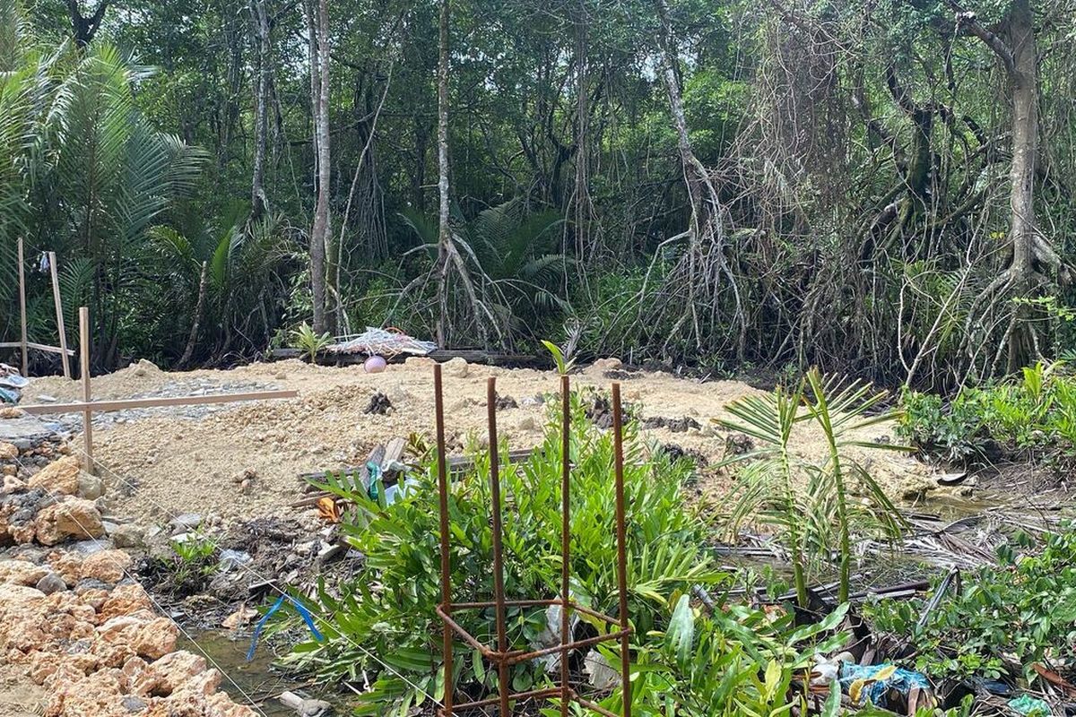 Kawasan Konservasi Mangrove di Ambon Dirusak, Modusnya Kupas Kulit Pohon