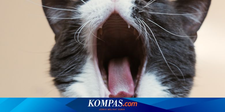 5 Cara Mencegah Kucing Bau Mulut