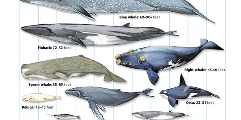 18 Jenis-jenis Paus di Dunia