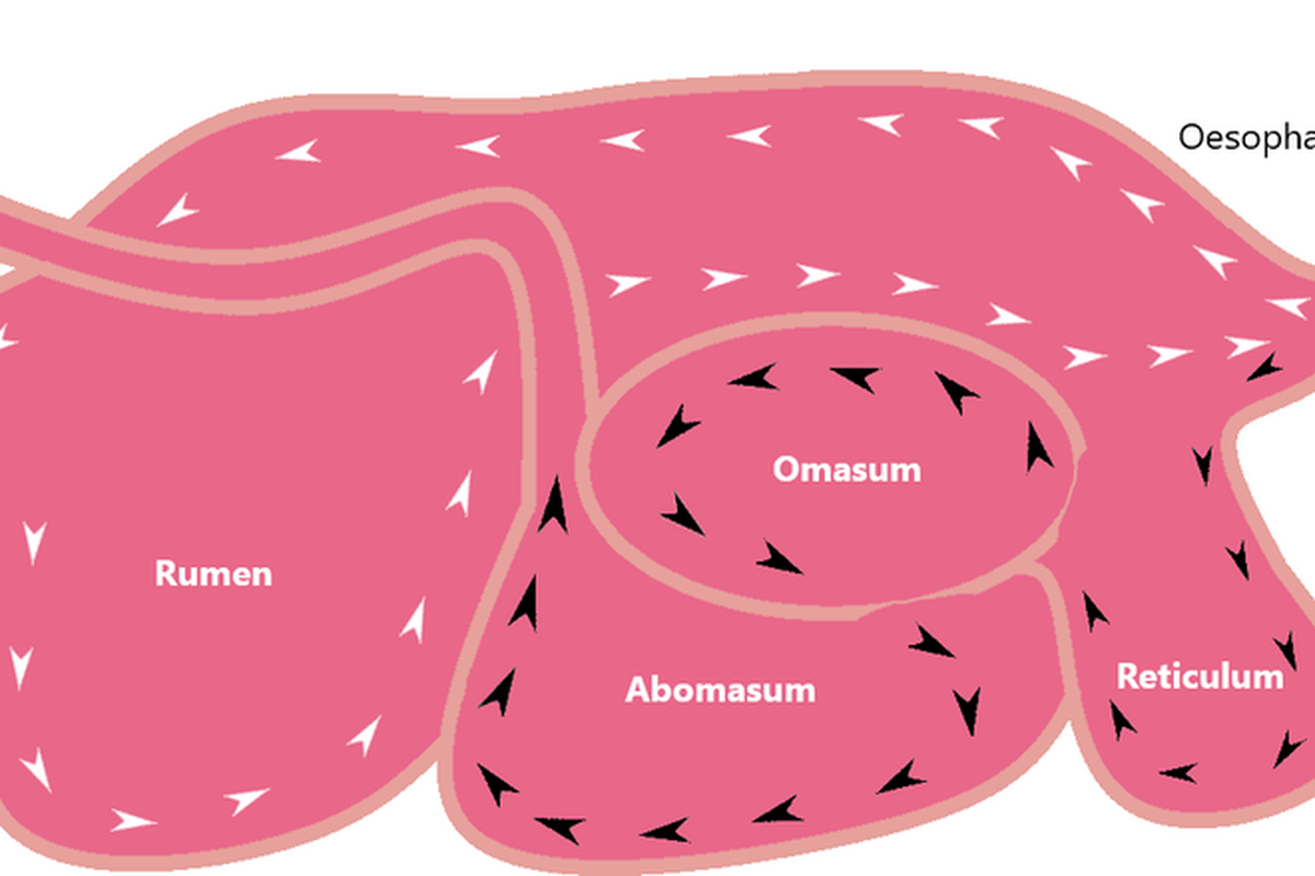 4 Lambung Hewan Ruminansia: Rumen, Retikulum, Omasum, dan Abomasum