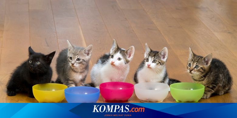 Ketahui Takaran Makanan Basah yang Tepat untuk Kucing dan Manfaatnya