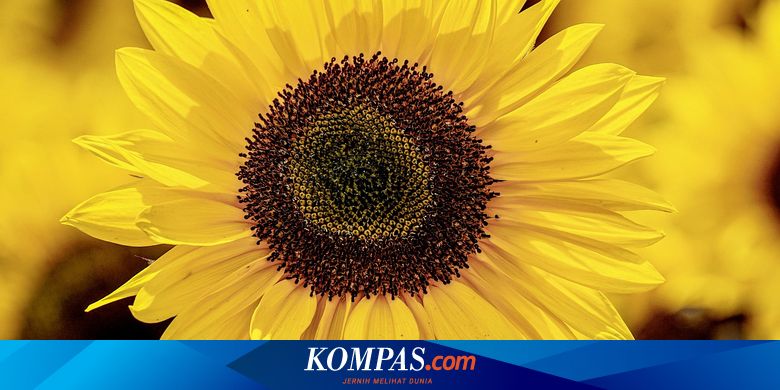 Fakta Bunga Matahari, Cantik dan Pernah Jadi Sumber Makanan