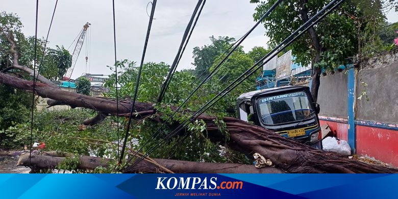 Pohon Tumbang Nyangkut Kabel Listrik di Grogol Petamburan, Hampir Timpa Bajaj