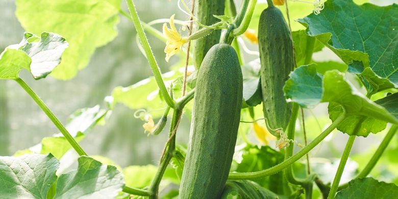 Tahapan Panen dan Pasca-panen Mentimun untuk Menjaga Kesegerannya