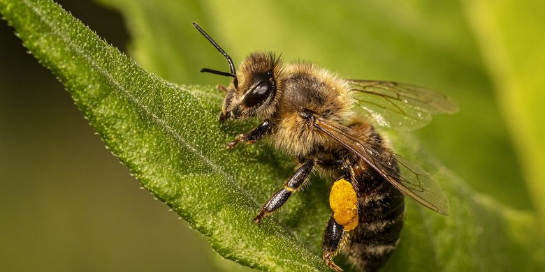 Berita Harian Tawon Gung Terbaru Hari Ini - Kompas.com