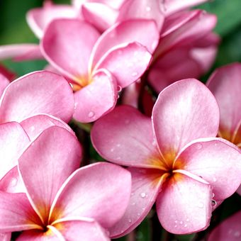 Foto : Cara Menanam Bunga Kamboja, Bisa Mempercantik Taman Halaman 3