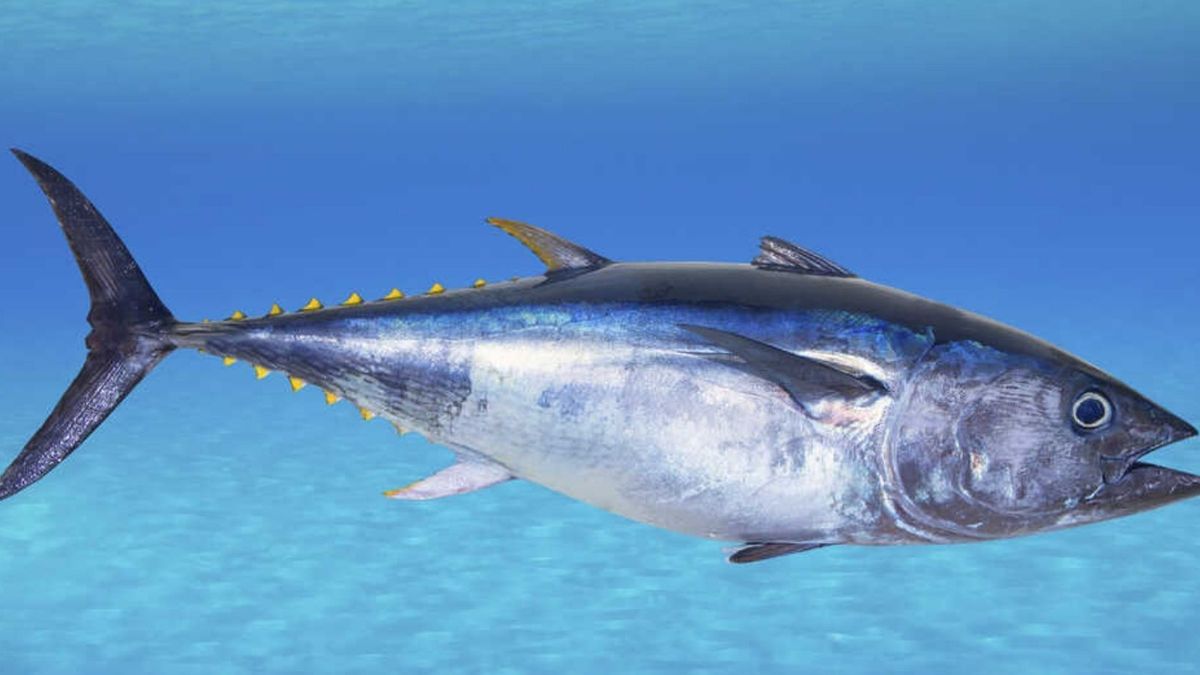 BRIN: Ikan Tuna akan Lebih Mudah Ditangkap saat El Nino Terjadi