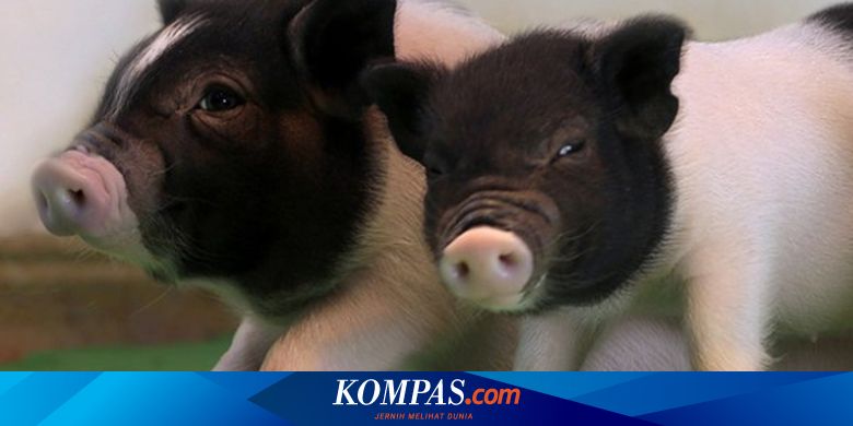 Transplantasi Organ Babi ke Manusia Diperkirakan Terjadi dalam 2 Tahun