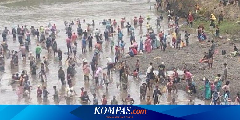 Tradisi Asatan di Bondowoso, Saat Warga Ramai-ramai Berburu Ikan 'Mabuk'