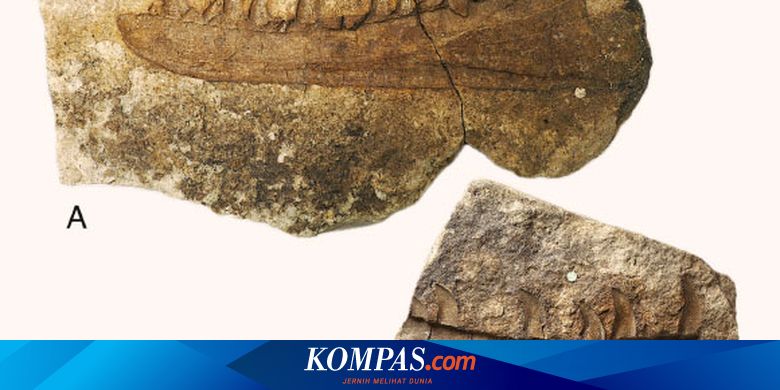 Newtonsaurus cambrensis: Predator Raksasa Zaman Trias Ditemukan di Wales