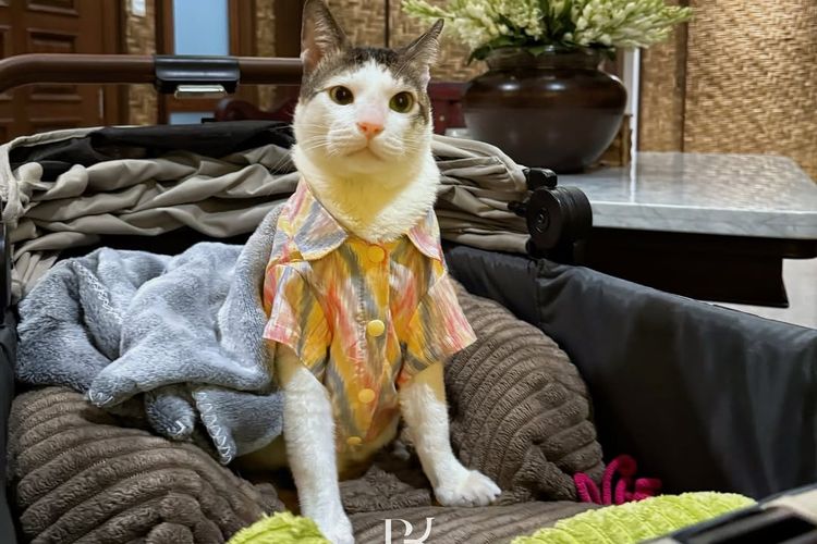 6 Gaya Bobby Kertanegara, Kucing Prabowo yang Selalu Tampil Modis