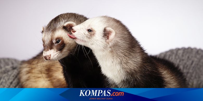 7 Jenis Musang Berdasarkan Warna, dari Albino sampai Hitam